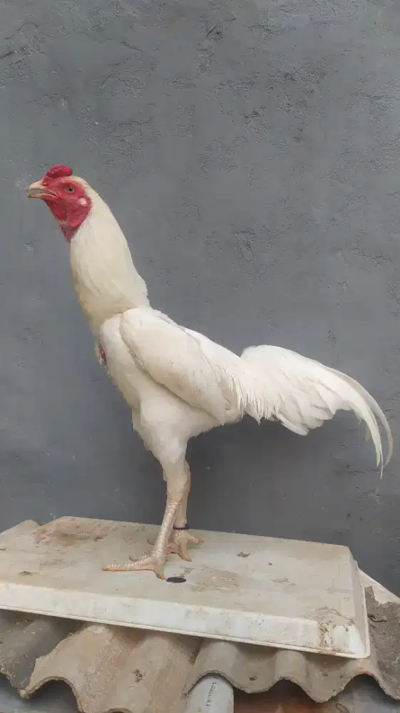 Ayam Putih di Hewan Peliharaan | OLX Indonesia