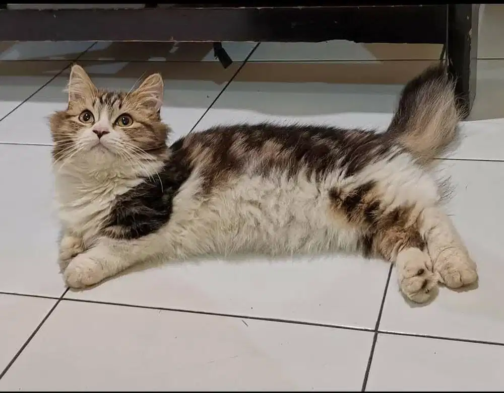 Pacak Kucing - Jual Hewan Peliharaan Terlengkap di Cinere - OLX.co.id