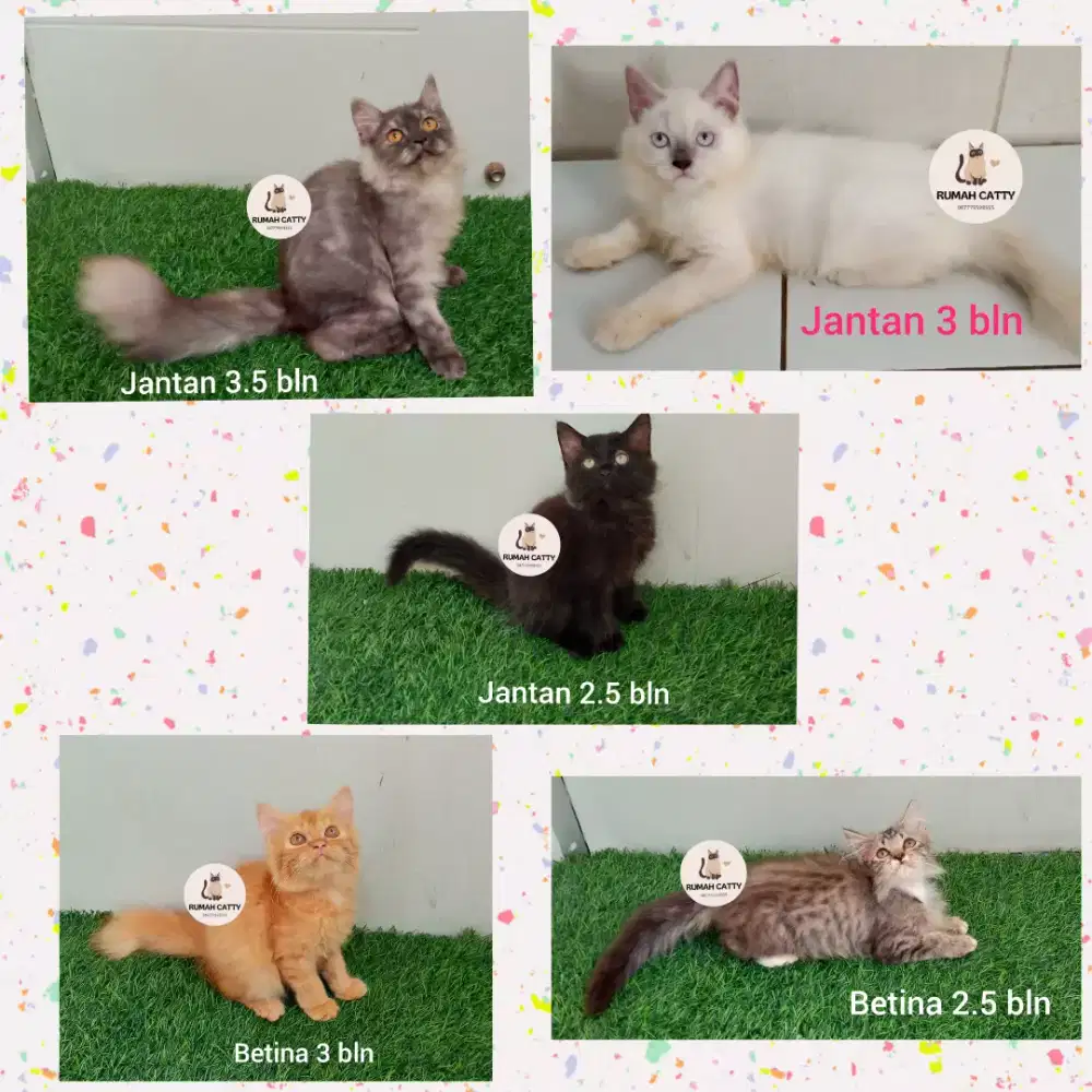 Kitten Persia medium - Hewan Peliharaan - 914086251