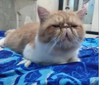 Pacak Kucing di Indonesia - OLX Murah Dengan Harga Terbaik - OLX.co.id