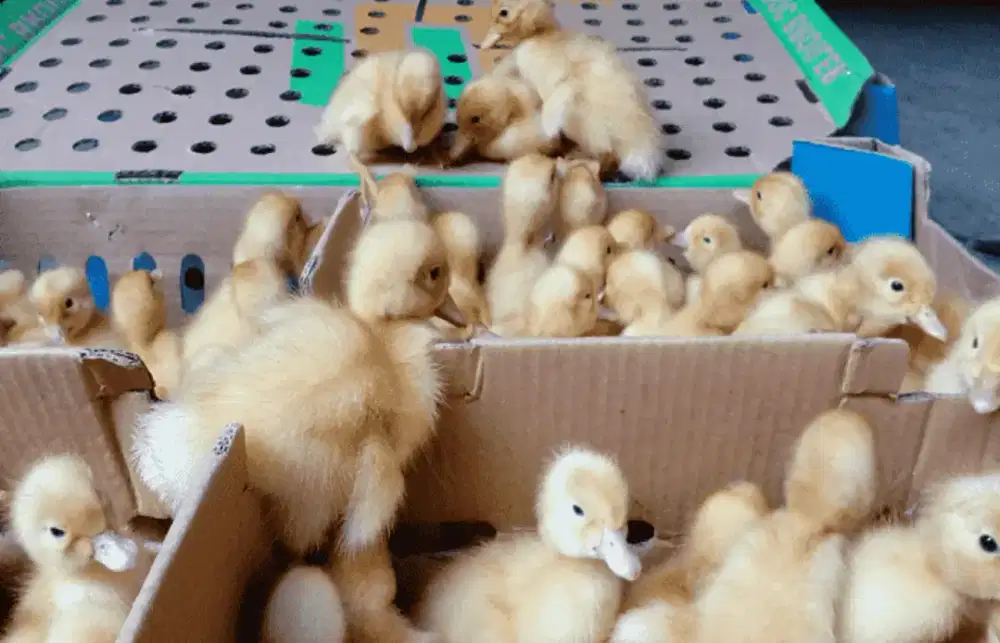 Meranti Medan di Medan Kota - OLX Murah Dengan Harga Terbaik - OLX.co.id