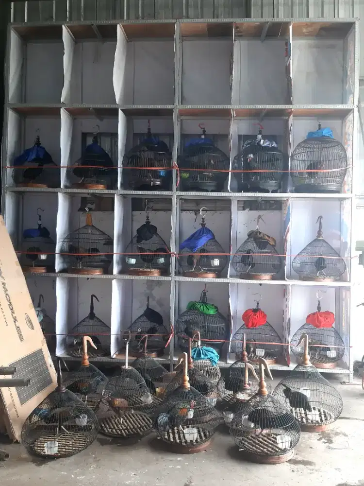 Ayam alas atau ayam hutan hijau - Hewan Peliharaan - 916965726