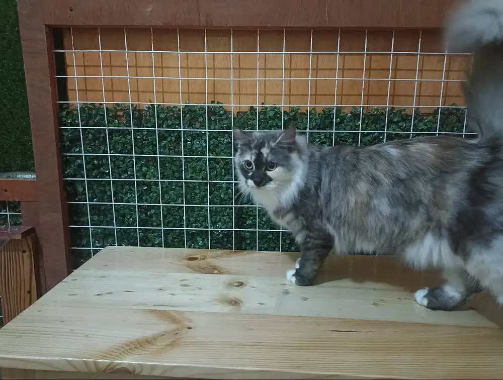 Lepas adopt kucing Mainecoon mix norwegian di Jakarta Selatan - Hewan ...