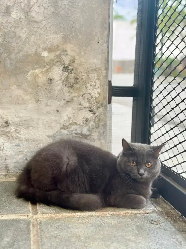 Blue Persia di Indonesia - OLX Murah Dengan Harga Terbaik - OLX.co.id