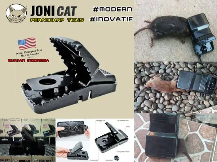 Rakun di Indonesia - OLX Murah Dengan Harga Terbaik - OLX.co.id