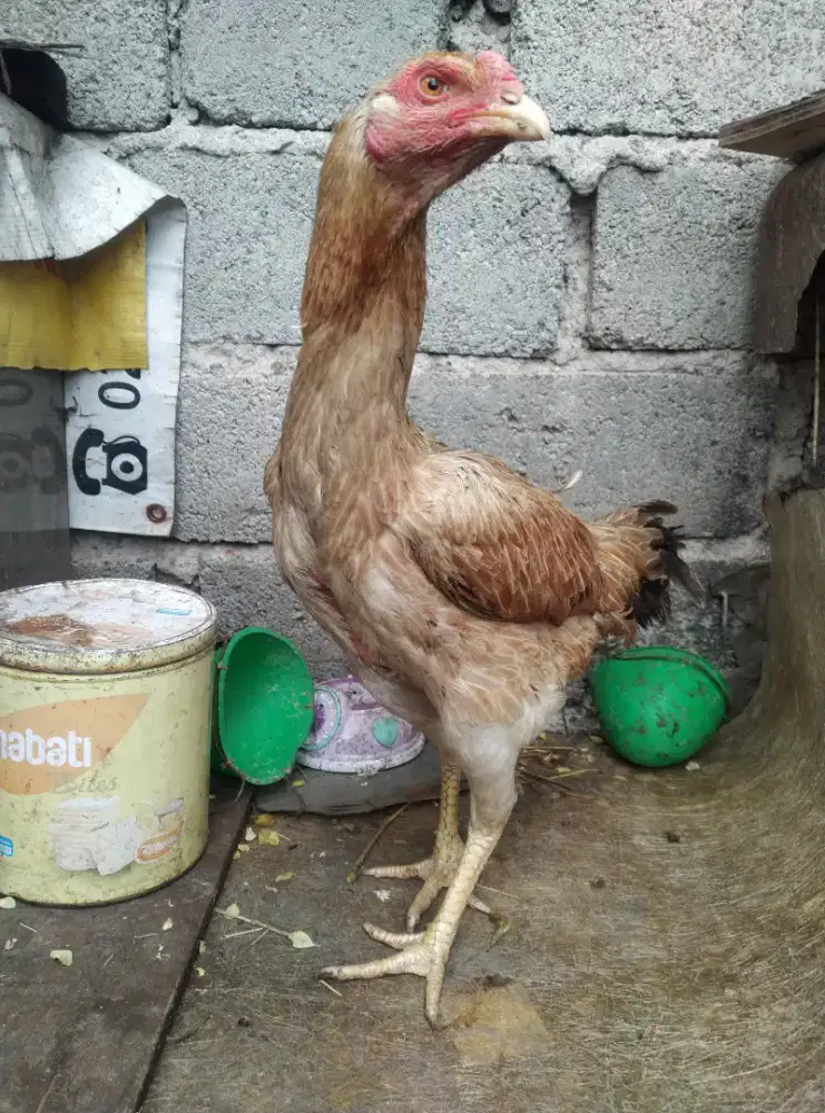 Ayam Bangkok Pakhoy - Jual Hewan Peliharaan Terlengkap di Jakarta D.K.I ...