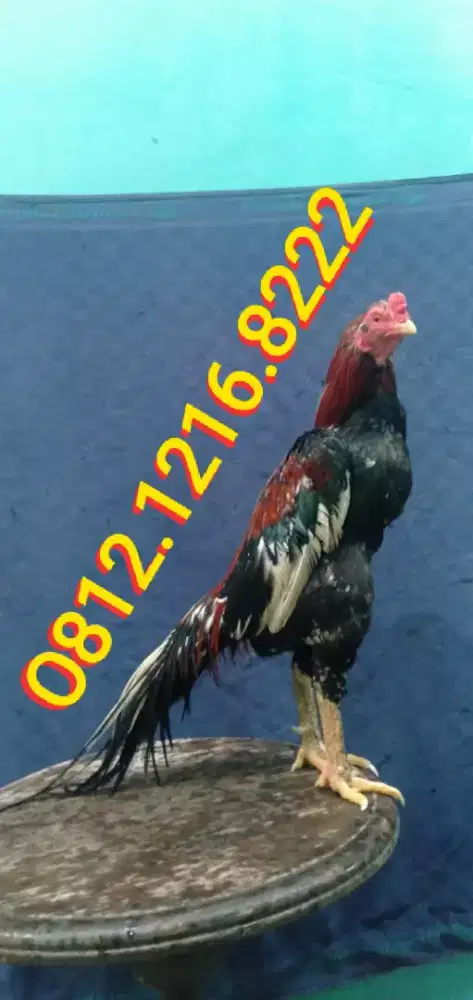 Ayam Bangkok Pakhoy - Jual Hewan Peliharaan Terlengkap di Jakarta D.K.I ...