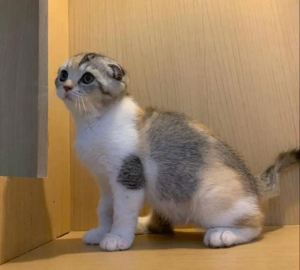 Scottish Fold Kitten Calico, Brown - Hewan Peliharaan - 908857798