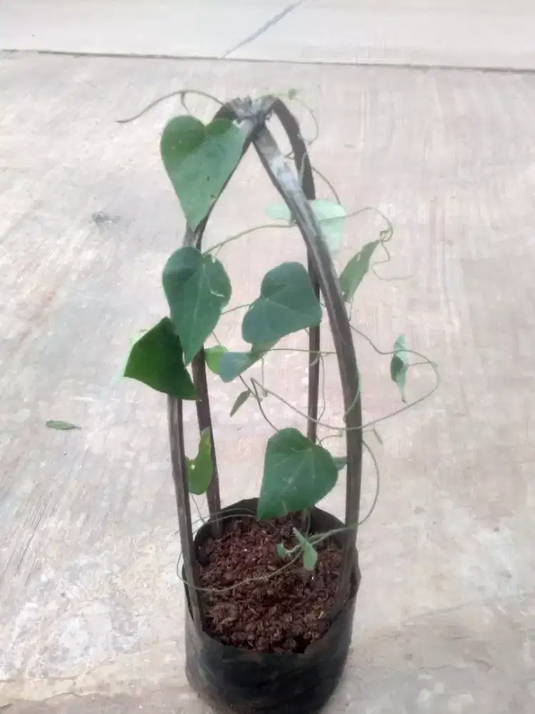 Pohon Rambat di Indonesia - OLX Murah Dengan Harga Terbaik - OLX.co.id