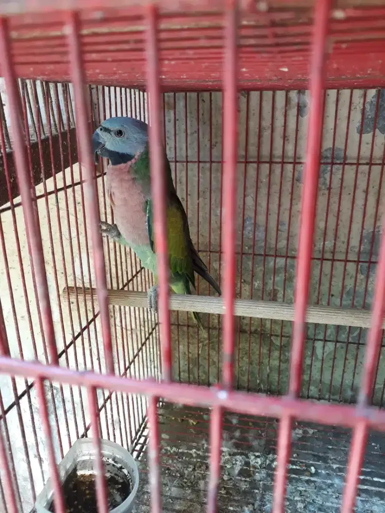 Parkit di Soekarno Hatta - OLX Murah Dengan Harga Terbaik - OLX.co.id