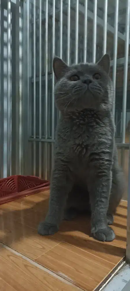 Pacak Kucing - Jual Hewan Peliharaan Terlengkap di Cinere - OLX.co.id