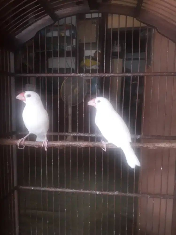 Gelatik di Indonesia - OLX Murah Dengan Harga Terbaik - OLX.co.id