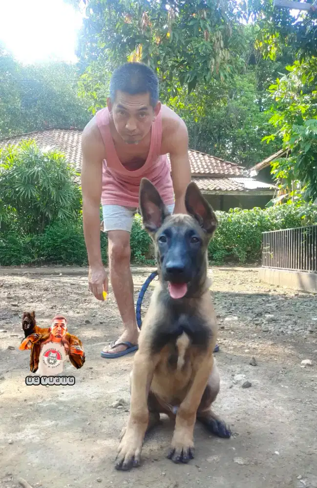 Anjing Belgian Malinois di Indonesia - OLX Murah Dengan Harga Terbaik ... Anjing Belgian Malinois di Indonesia - OLX Murah Dengan Harga Terbaik ...