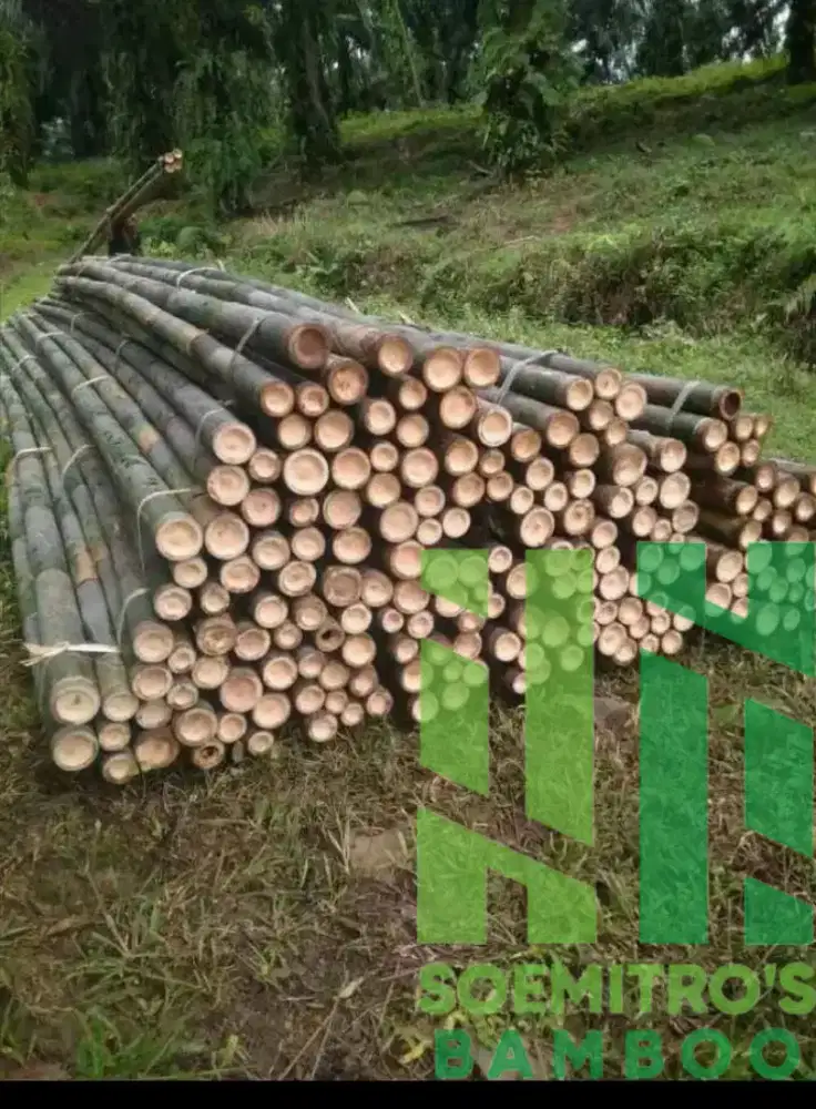 Bambu Bambu di Indonesia - OLX Murah Dengan Harga Terbaik - OLX.co.id