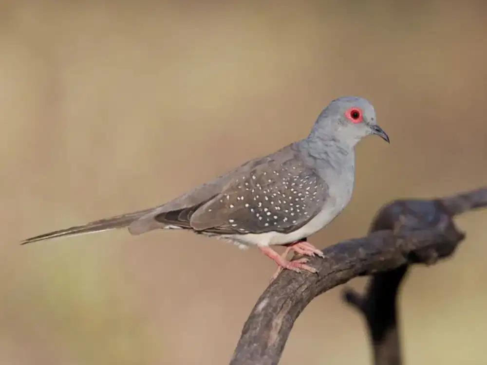 Austral di Indonesia - OLX Murah Dengan Harga Terbaik - OLX.co.id