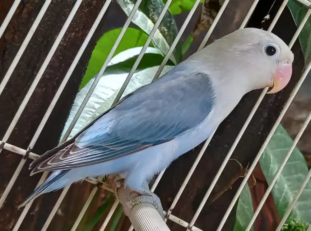 Lovebird di Indonesia - OLX Murah Dengan Harga Terbaik - OLX.co.id