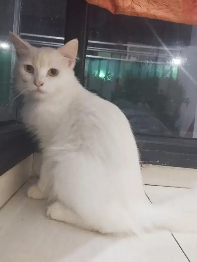 Pacak Kucing di Indonesia - OLX Murah Dengan Harga Terbaik - OLX.co.id