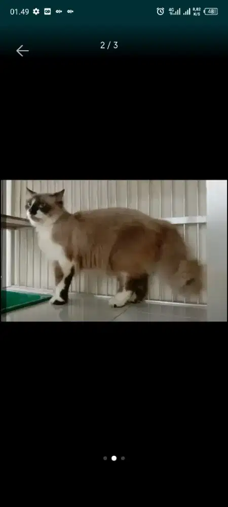 Pacak Kucing - Jual Hewan Peliharaan Terlengkap di Cinere - OLX.co.id