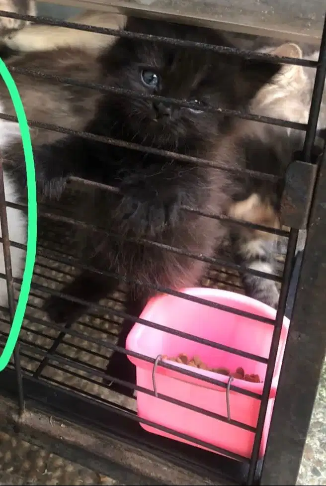 Persmed di Indonesia - OLX Murah Dengan Harga Terbaik - OLX.co.id