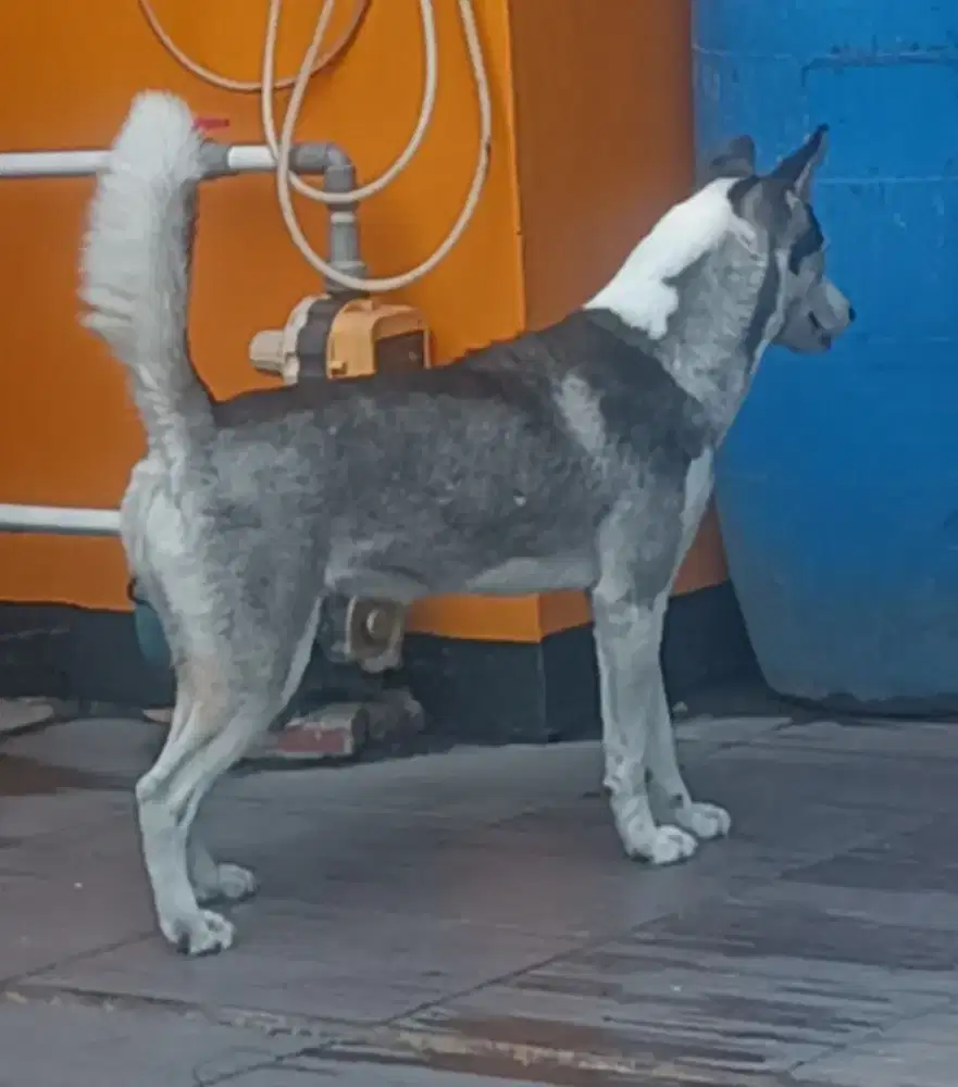 Husky Betina di Indonesia - OLX Murah Dengan Harga Terbaik - OLX.co.id
