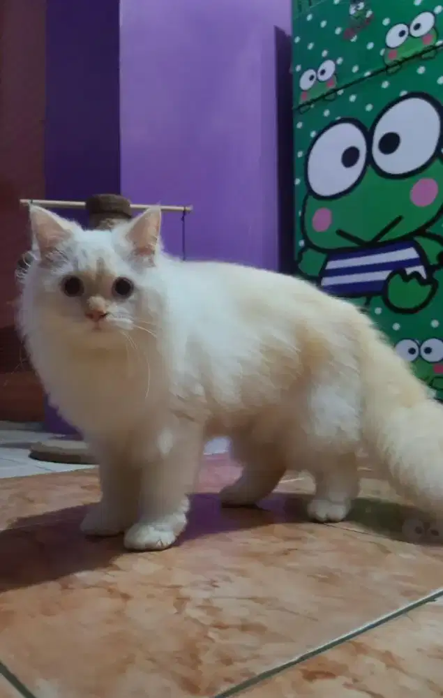 KUCING MIX BREED HIMALAYA X RAGDOLL - Hewan Peliharaan - 885797418