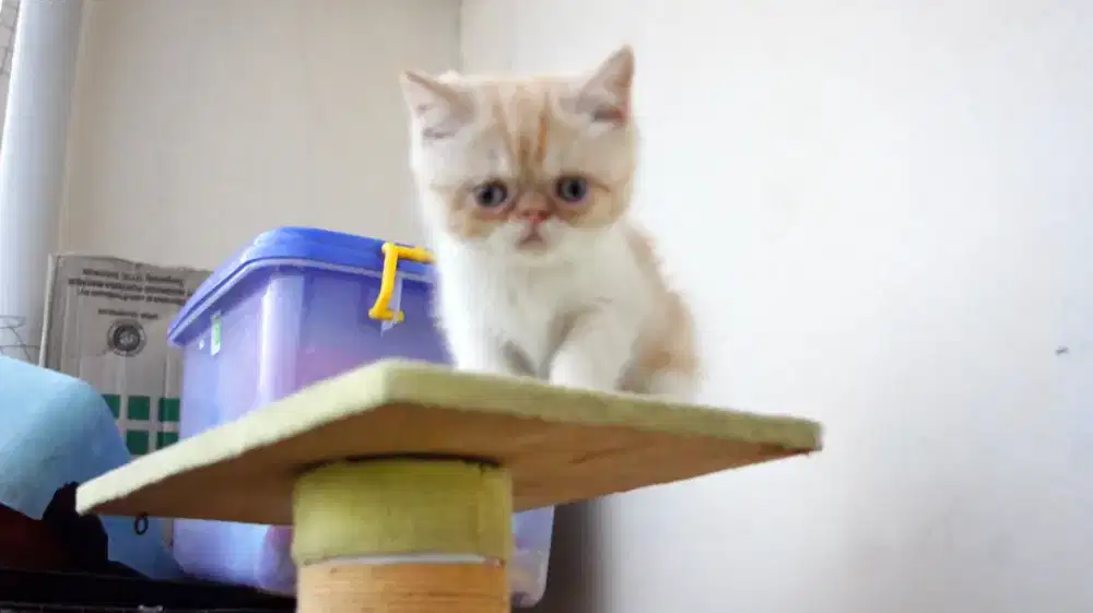 Kucing Exo di Curug - OLX Murah Dengan Harga Terbaik - OLX.co.id