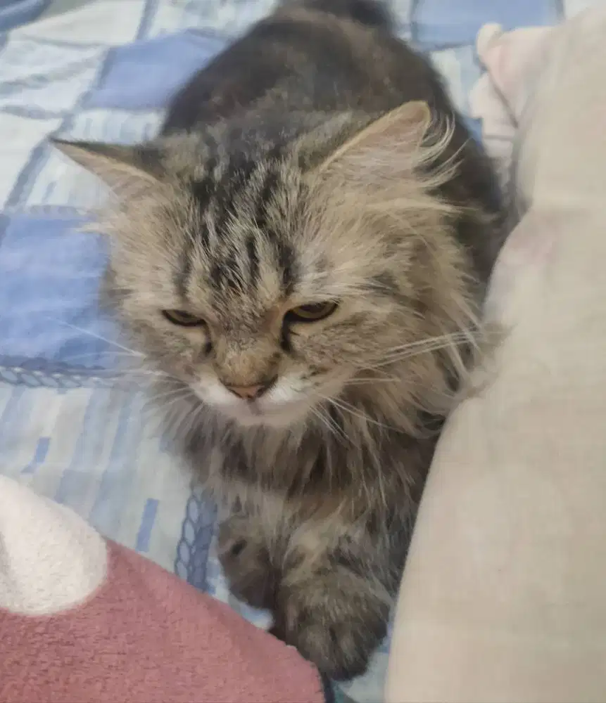 Lepas adopt kucing Mainecoon mix norwegian di Jakarta Selatan - Hewan ...