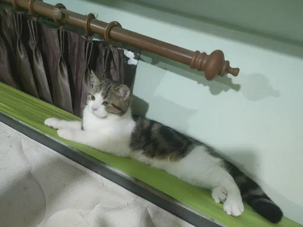 Kucing calico/super kembang telon 3 warna jantan - Hewan Peliharaan ...