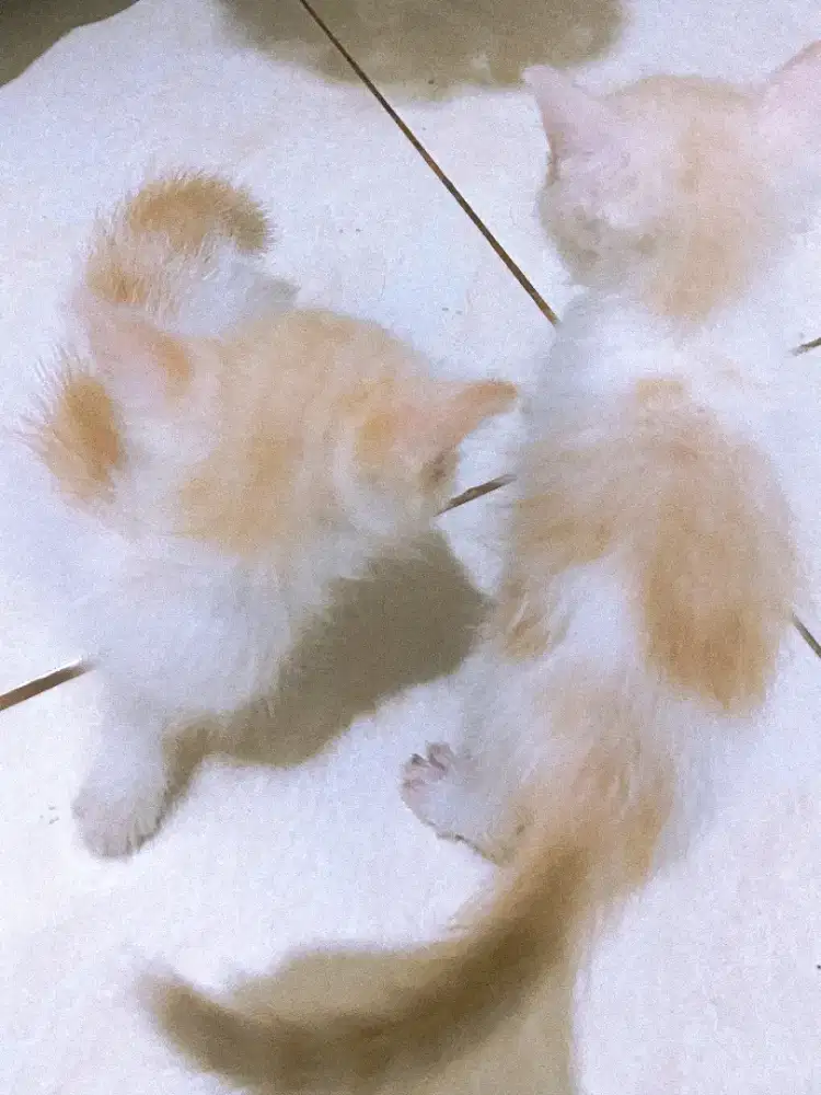 Umur 2 Bulan di Indonesia - OLX Murah Dengan Harga Terbaik - OLX.co.id