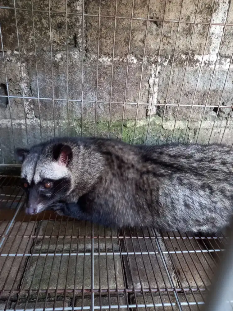 Musang - Jual Hewan Peliharaan Terlengkap di Indonesia - OLX.co.id