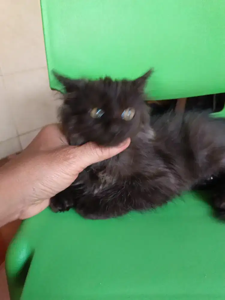 Persmed di Indonesia - OLX Murah Dengan Harga Terbaik - OLX.co.id