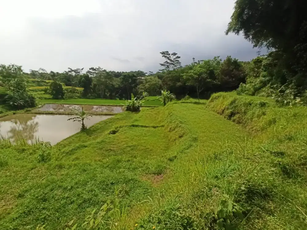 Jual sawah + kolam Sukabumi - Tanah - 913158342 Jual sawah + kolam Sukabumi - Tanah - 913158342