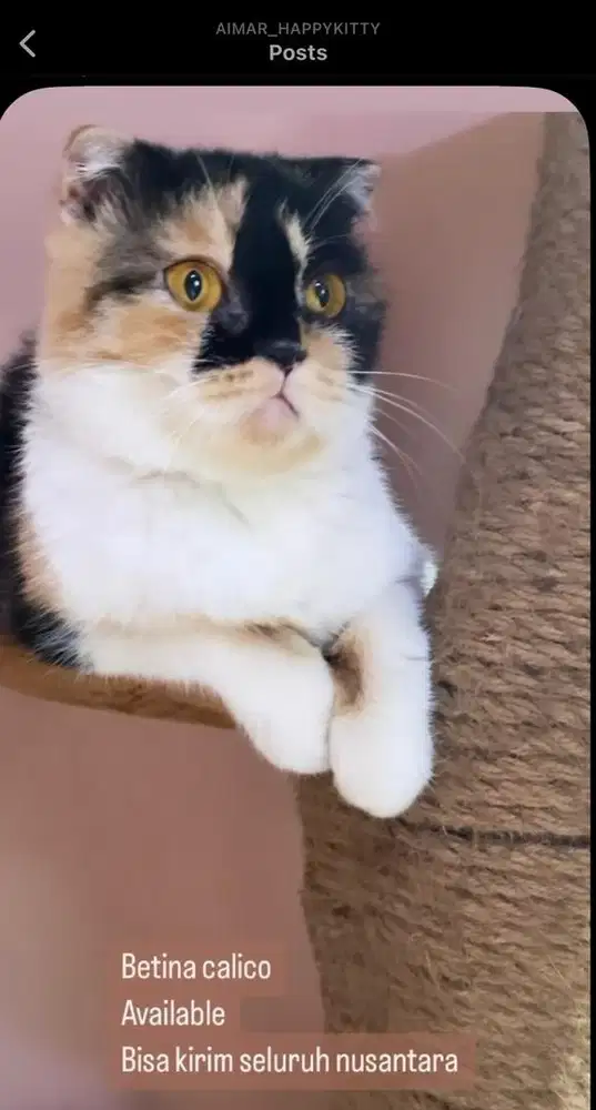 Indukan Betina di Indonesia - OLX Murah Dengan Harga Terbaik - OLX.co.id