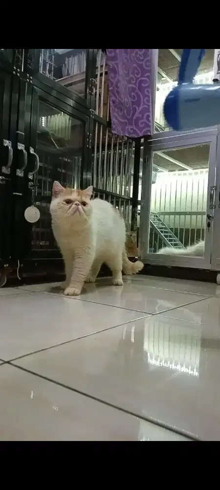 Kucing Exo di Curug - OLX Murah Dengan Harga Terbaik - OLX.co.id