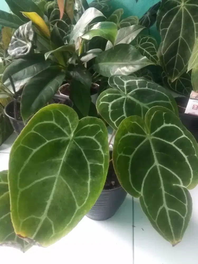 Taman Bunga di Bandung Kota - OLX Murah Dengan Harga Terbaik - OLX.co.id