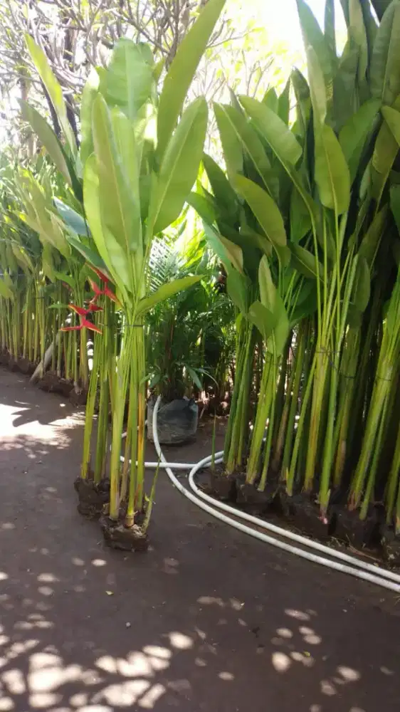 Tanaman di Bali - OLX Murah Dengan Harga Terbaik - OLX.co.id