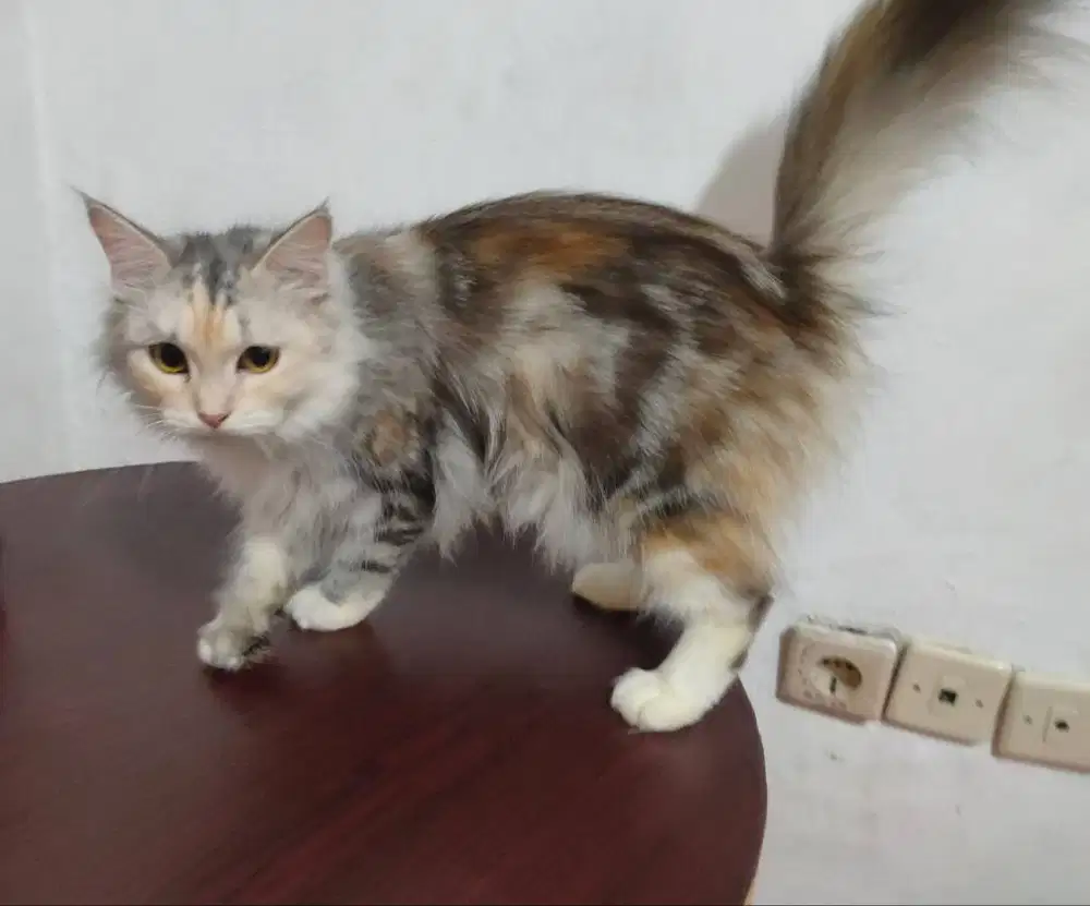 Lepas Adopt di Jakarta Selatan - OLX Murah Dengan Harga Terbaik - OLX.co.id