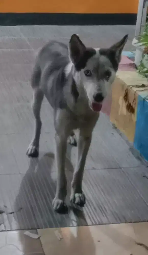Husky Betina di Indonesia - OLX Murah Dengan Harga Terbaik - OLX.co.id