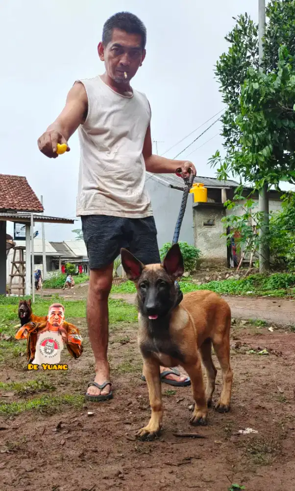 Anjing Belgian Malinois di Indonesia - OLX Murah Dengan Harga Terbaik ... Anjing Belgian Malinois di Indonesia - OLX Murah Dengan Harga Terbaik ...