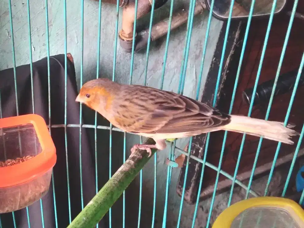 Gacor - Jual Hewan Peliharaan Terlengkap di Depok Kota - OLX.co.id