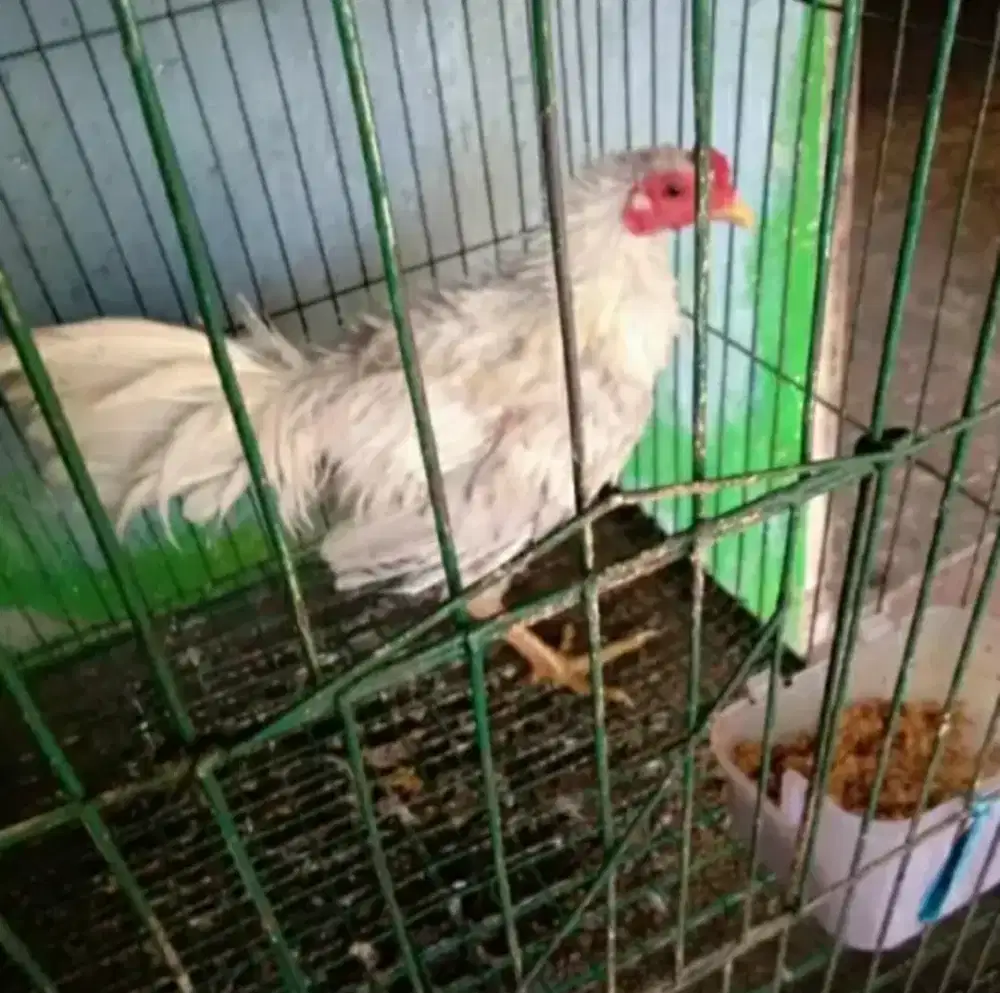 Ayam Putih di Hewan Peliharaan | OLX Indonesia
