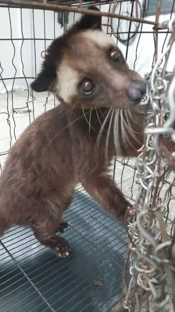 Musang Bulan di Indonesia - OLX Murah Dengan Harga Terbaik - OLX.co.id