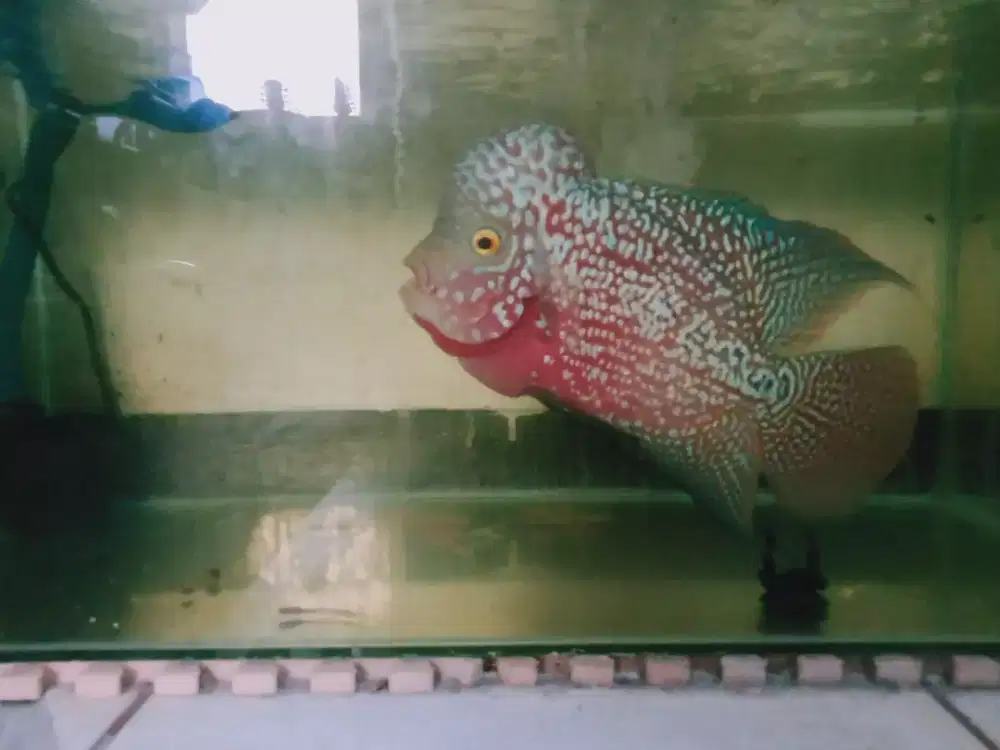 Ikan Louhan di Indonesia - OLX Murah Dengan Harga Terbaik - OLX.co.id