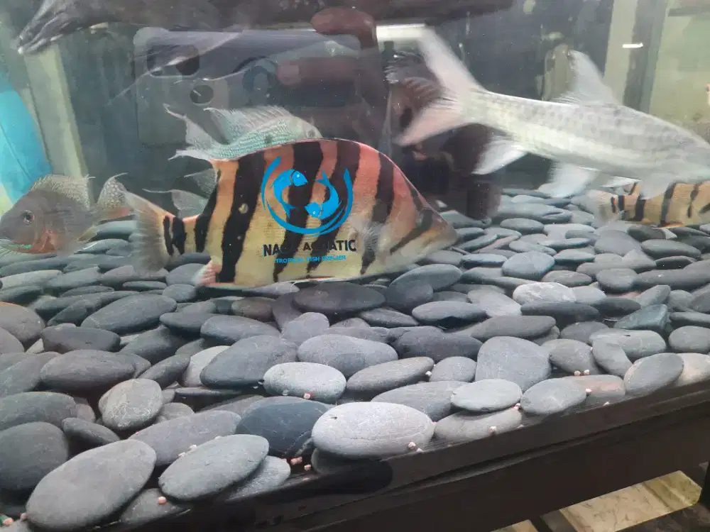 Datz di Sumatra Utara - OLX Murah Dengan Harga Terbaik - OLX.co.id