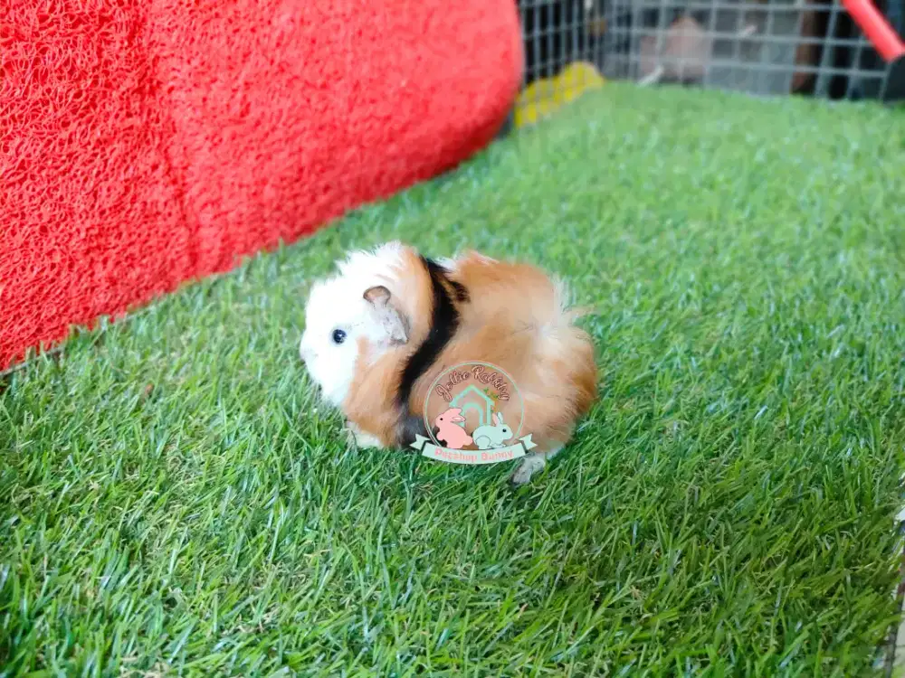 Marmut Guinea Pig di Indonesia - OLX Murah Dengan Harga Terbaik - OLX.co.id