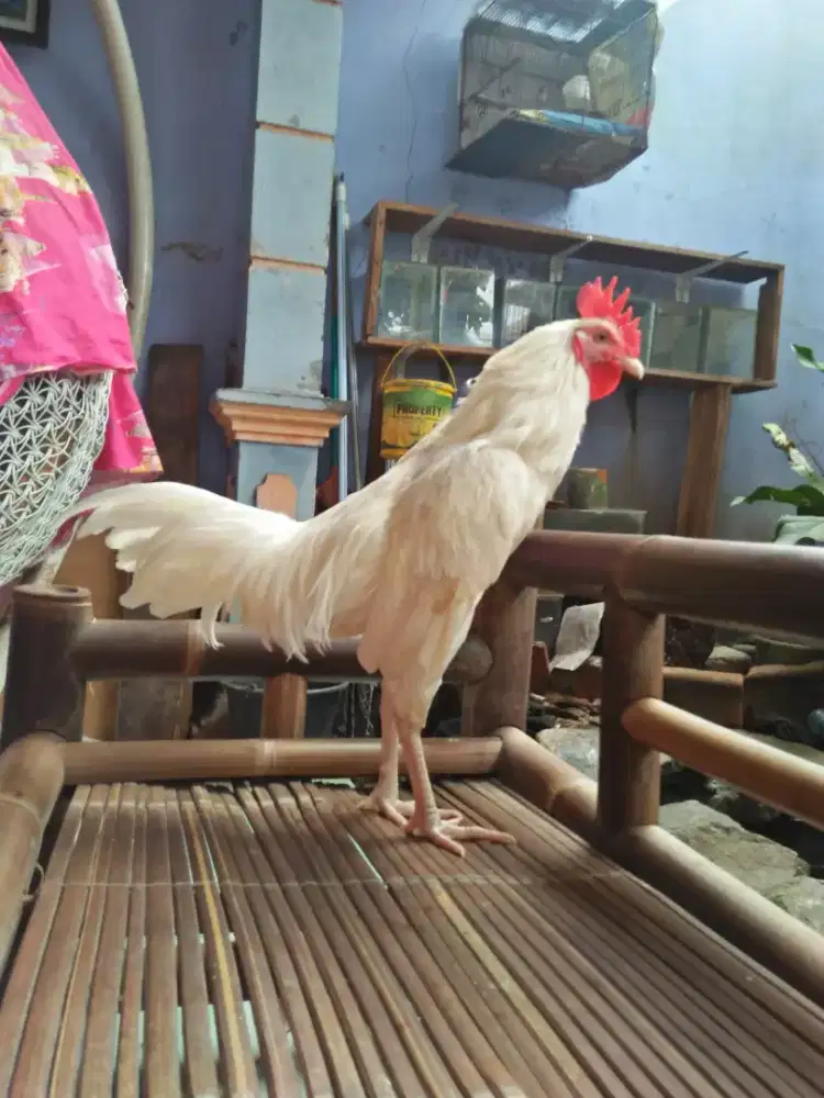 Ayam Putih di Hewan Peliharaan | OLX Indonesia