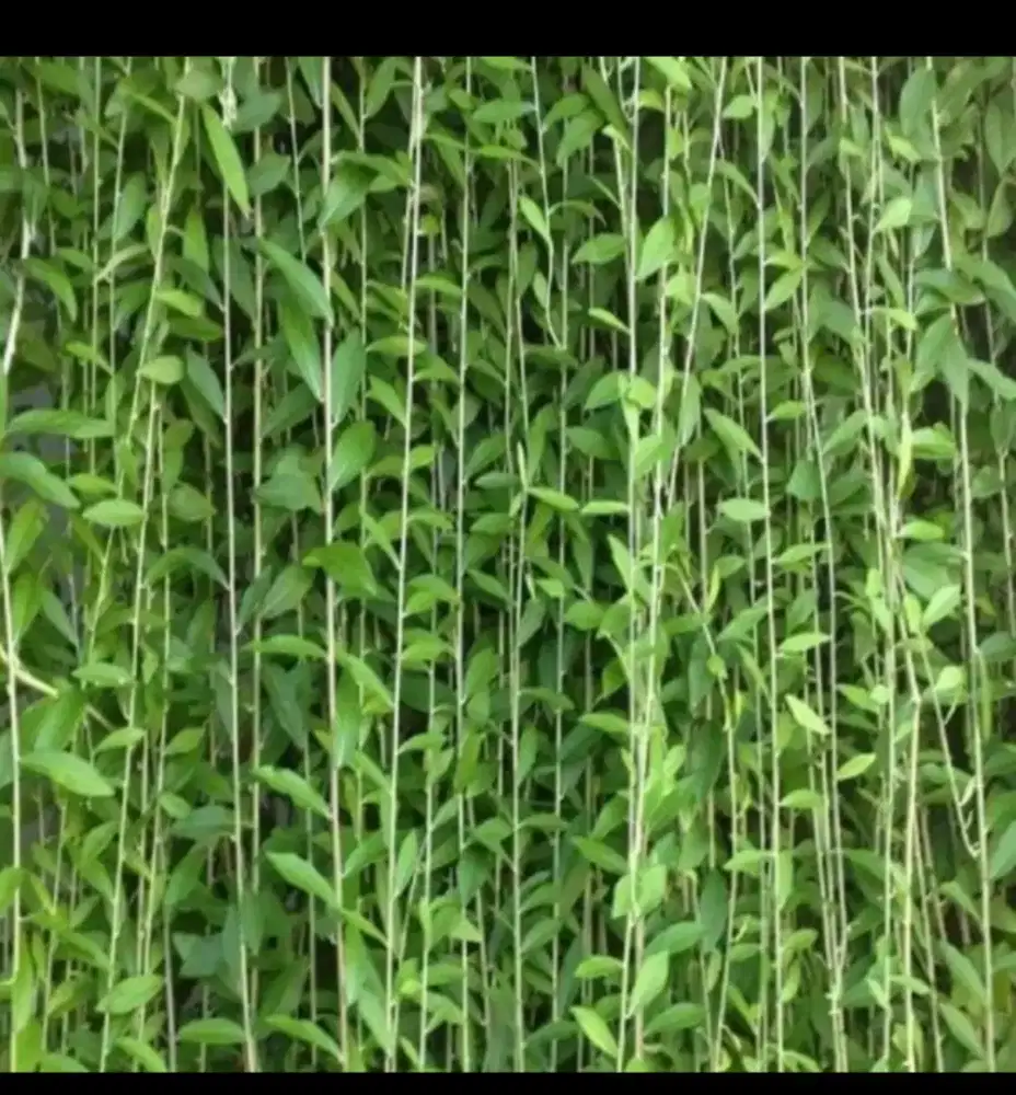 Tanaman hias lee kwan yew | li kwan yu | tanaman hias - Konstruksi dan ...