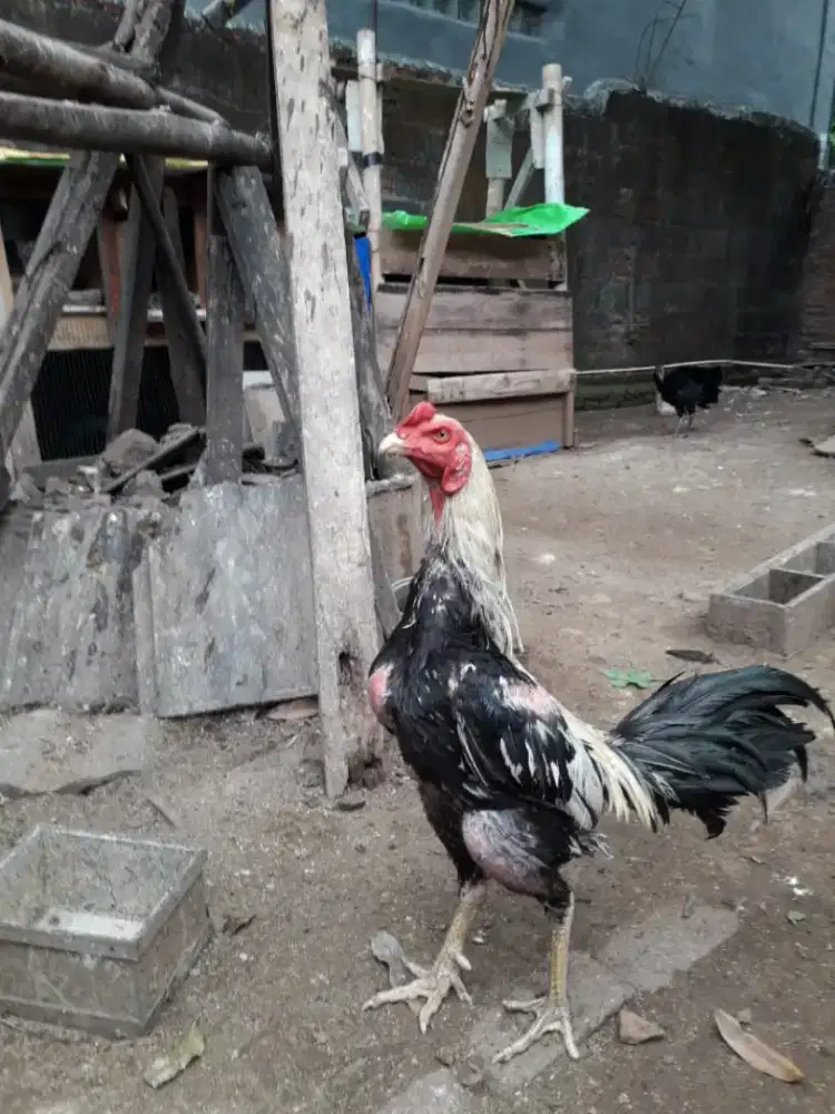 Ayam Bangkok Pakhoy - Jual Hewan Peliharaan Terlengkap di Jakarta D.K.I ...