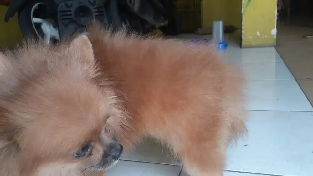 Mini Pom di Hewan Peliharaan | OLX Indonesia