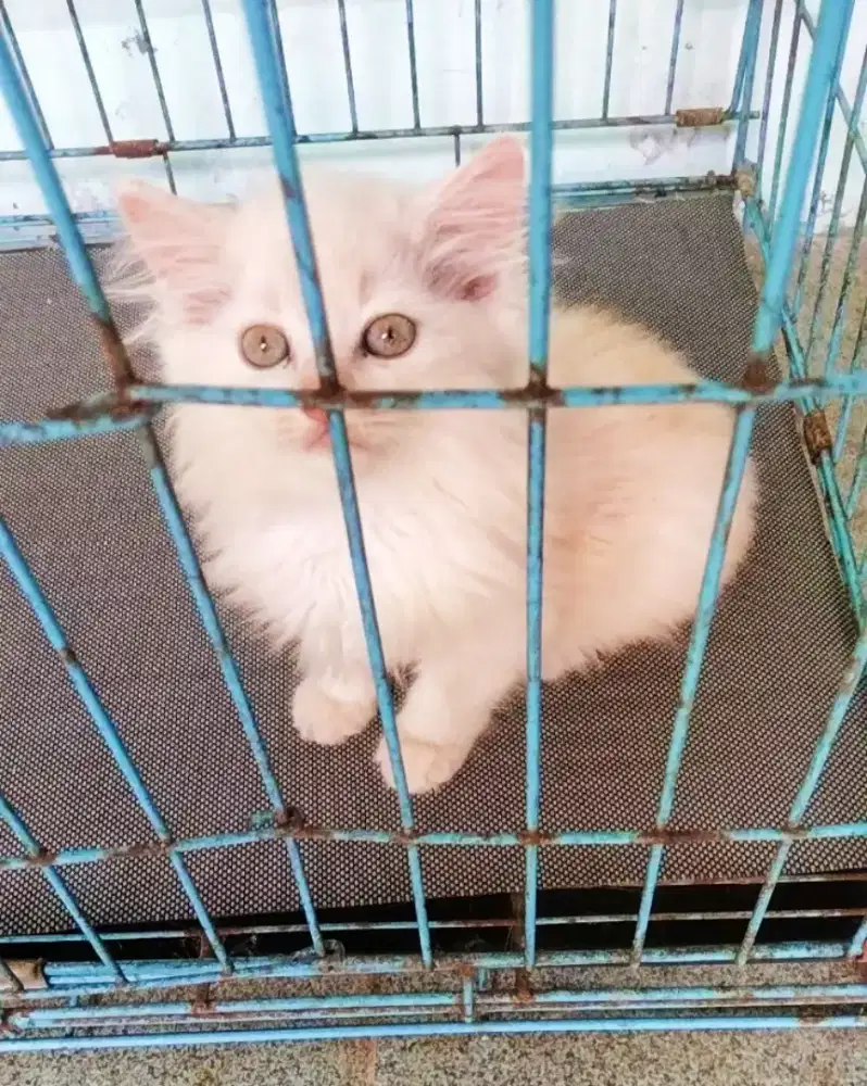Kucing Persia Medio Makanan Kucing Persia Dan Perawatannya | Purina